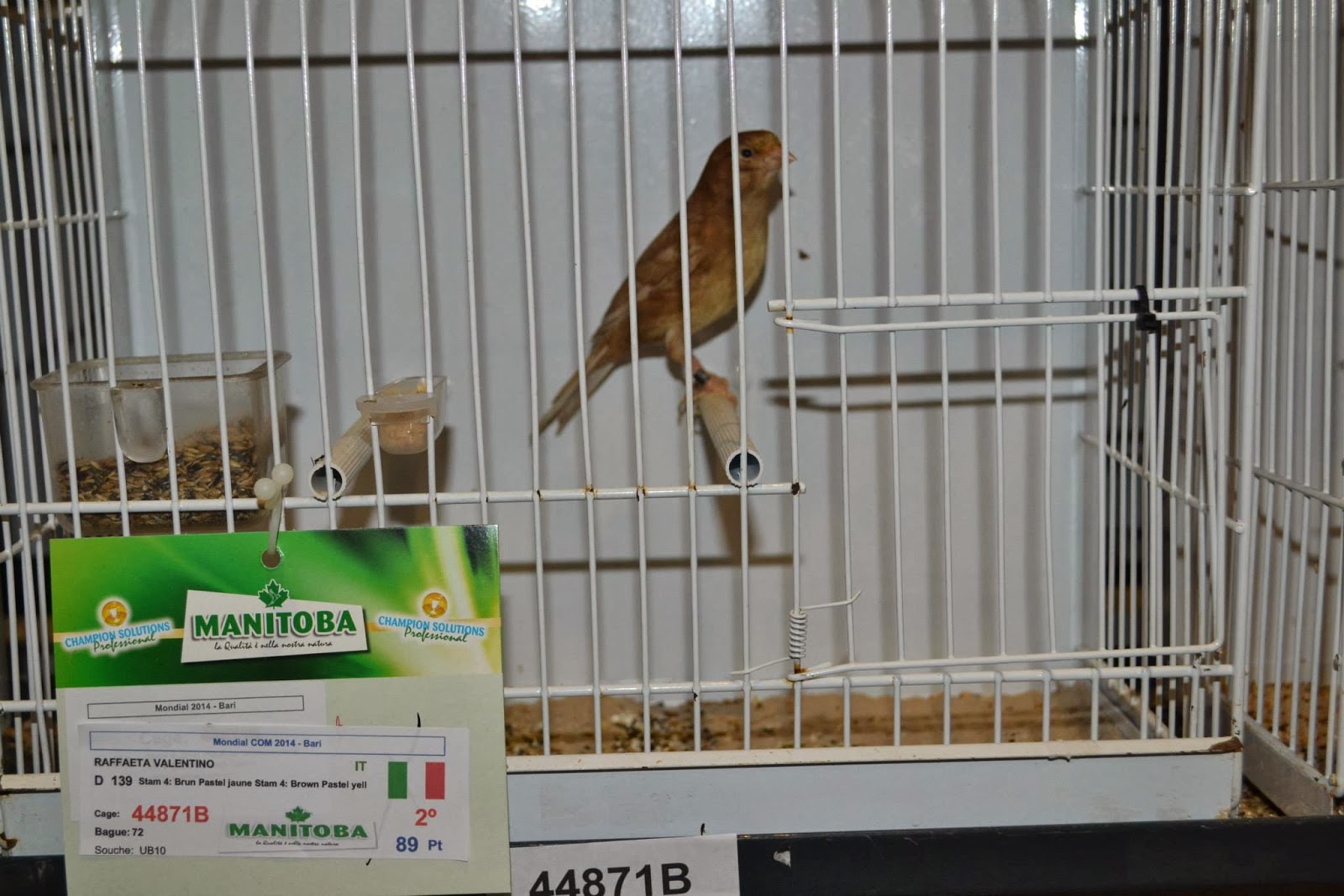 IL BRUNO PASTELLO "Allevamento Sportivo Canarini di Colore": MOSTRE 2013