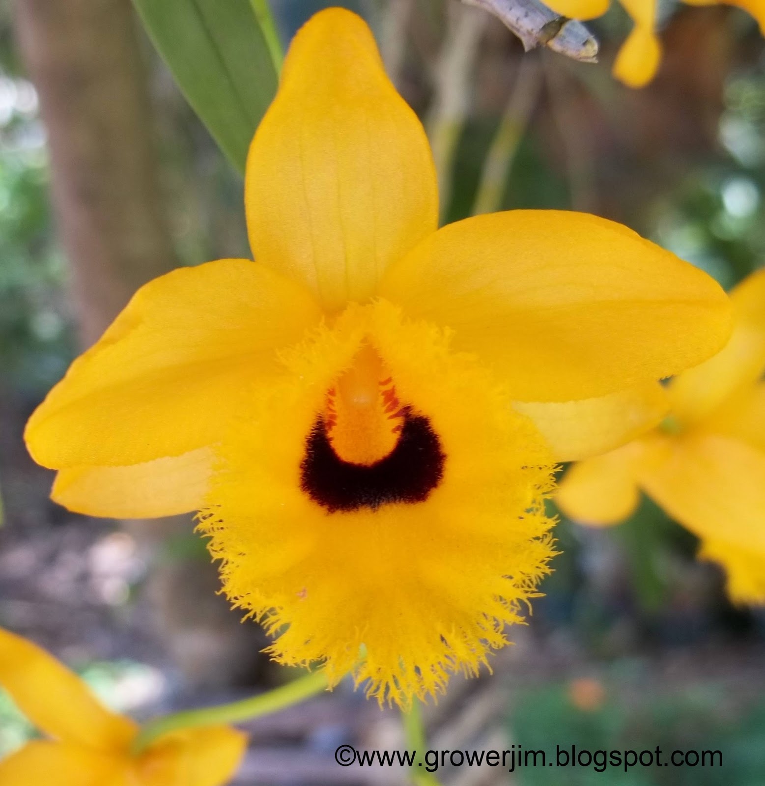 Garden Adventures: Dendrobium fimbriatum var. oculatum