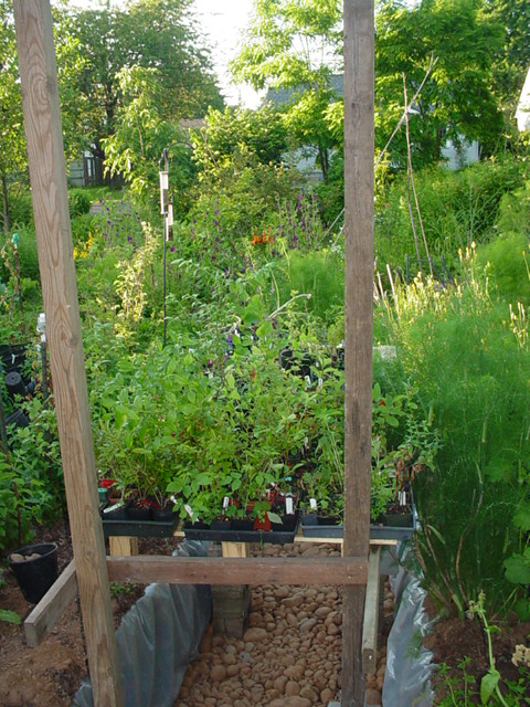 Slug Moat: Pond, Rainwater Catchment, & Protected Nursery ...