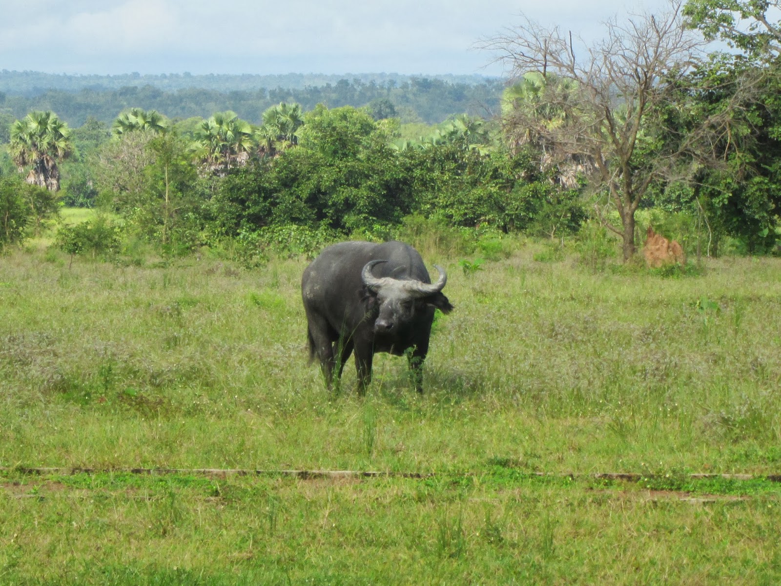 Onfroy-Curley au Togo: Parc animalier/Animal park Sarakawa