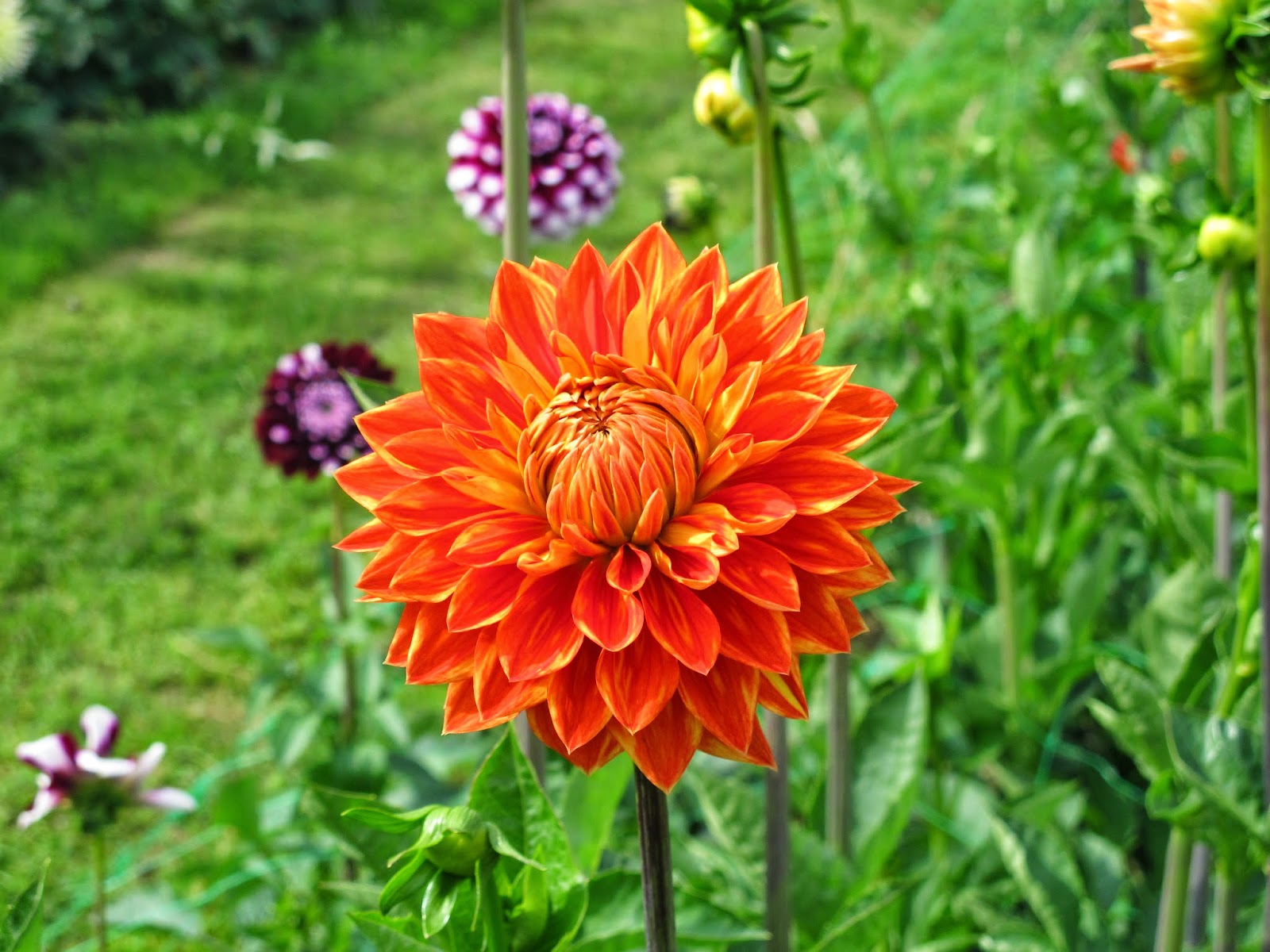 Flowers by Shamini: September 2014