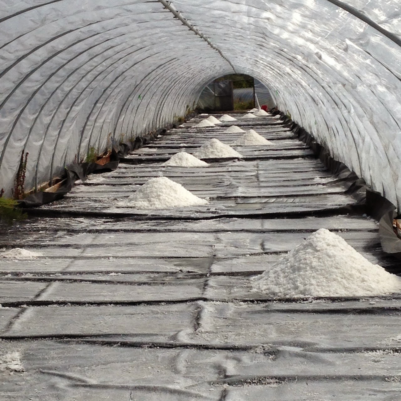 Farm Dover: Sea Salt for Sale by the Sea Shore