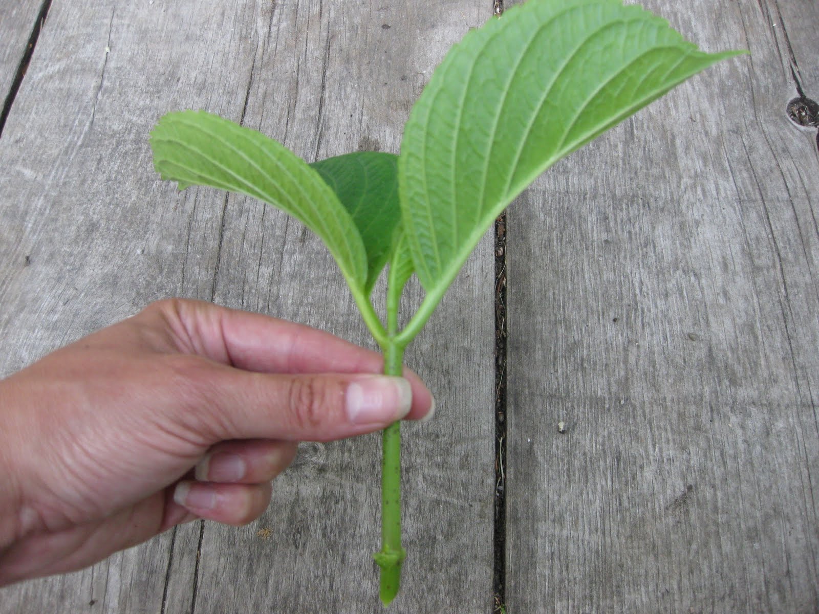 Good Better Nest: Make Your Own Hydrangeas
