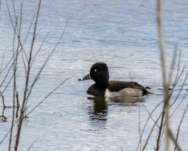 T & L Adventures: Ring-necked Ducks at Savannah NWR, SC: 12-21-18