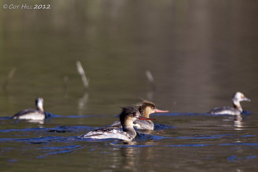 Country Captures: Red-breasted Mergansers: Spring Migration