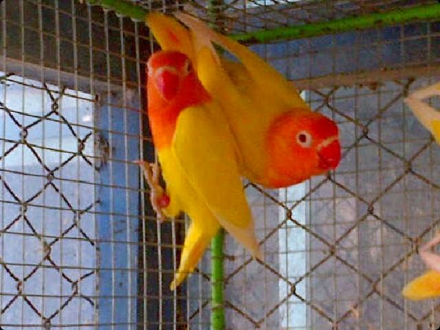 BnR Bird Farm: profil indukan burung lovebird