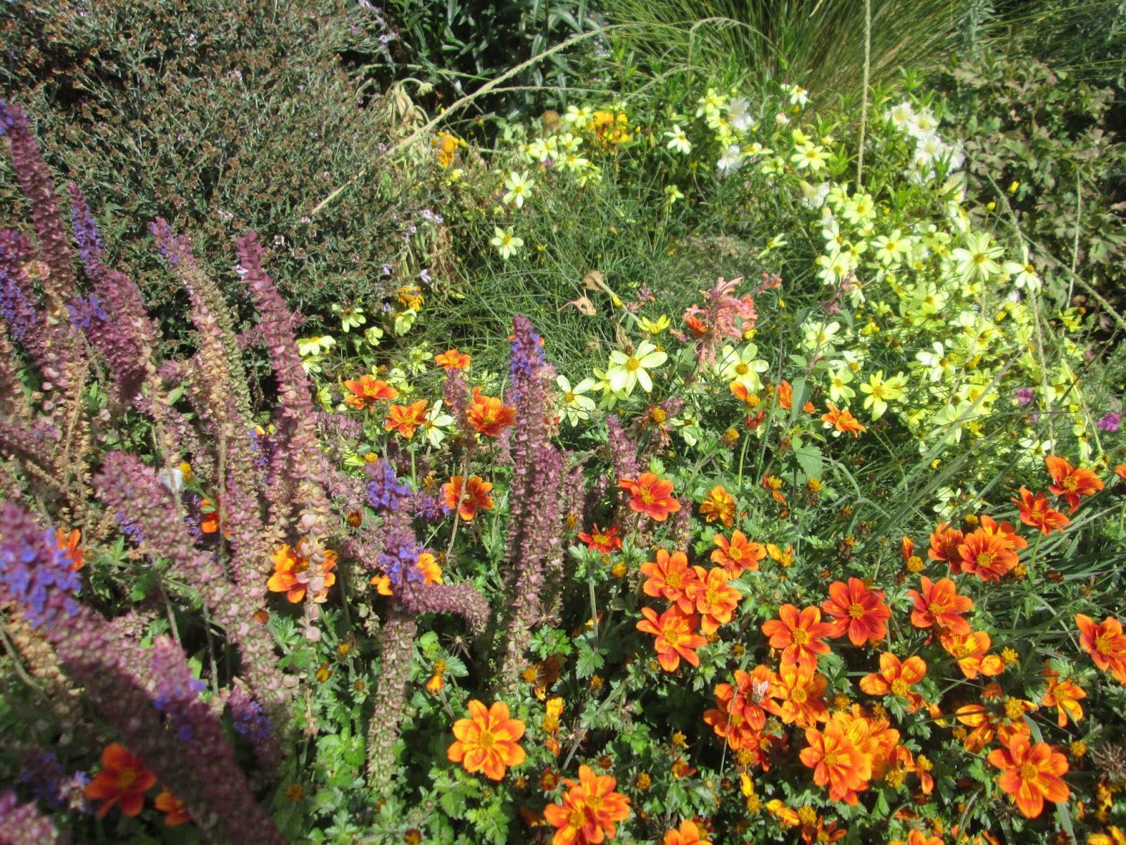 Olive The Librarian: Flowers from Pt Reyes