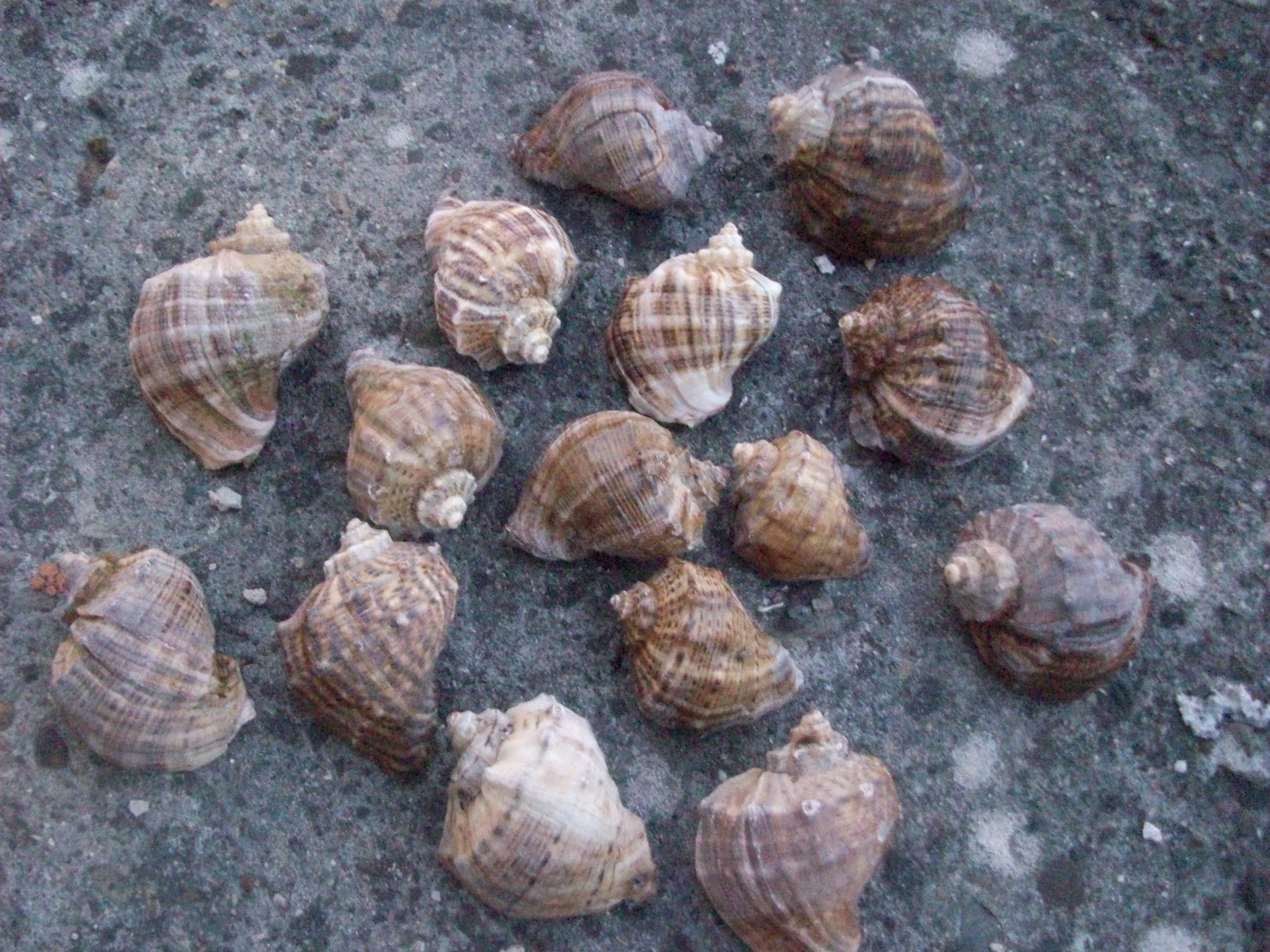 Girl Pearl: Melci de la Marea Neagra