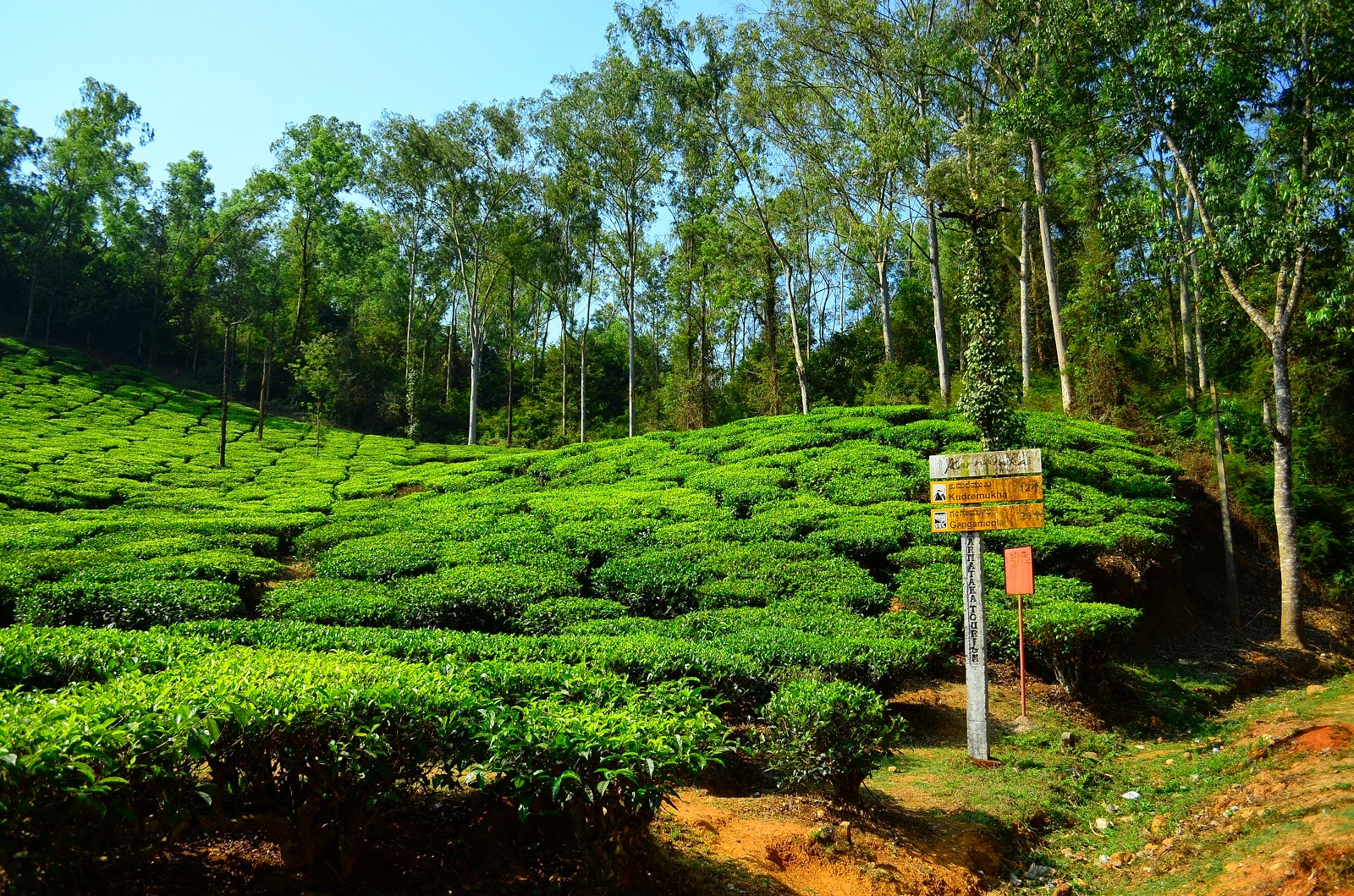 Sharath Hassan A Travelling Photographer: Samse Tea Estate near ...