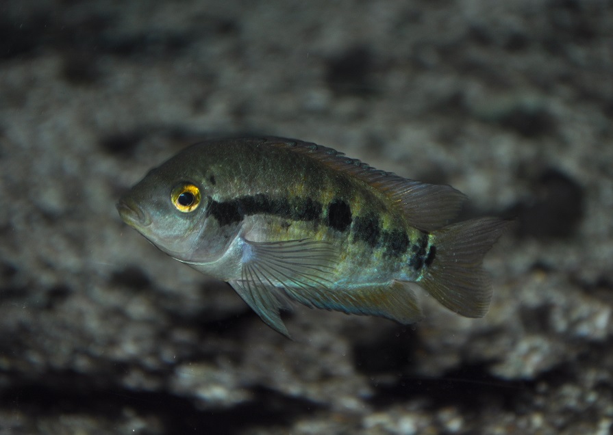 ZOOTOGRAFIANDO (6.100 ANIMALS): CÍCLIDO ARCOIRIS (Archocentrus ...