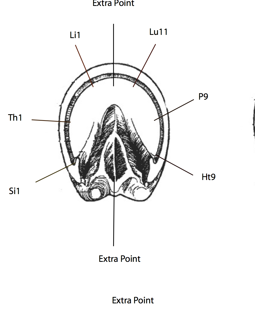 A Call for a rethink on animal ting point locations.