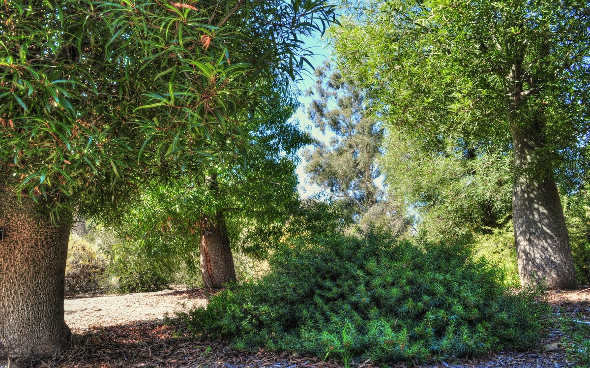 L.A. County Arboretum & Botanic Garden Plant Info: Bush Tucker ...
