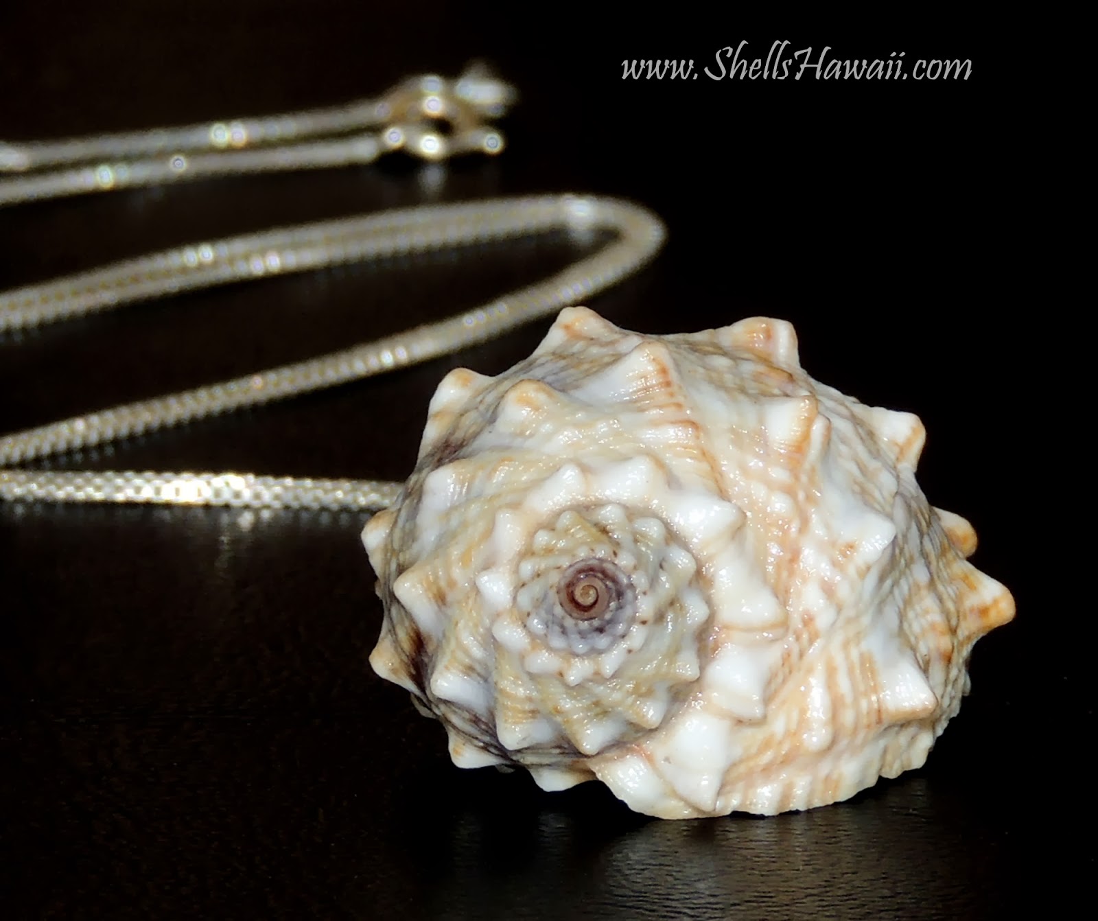 ShellsHawaii ...by Janjira: Kauai / Hawaiian seashells / Drupe open dry ...