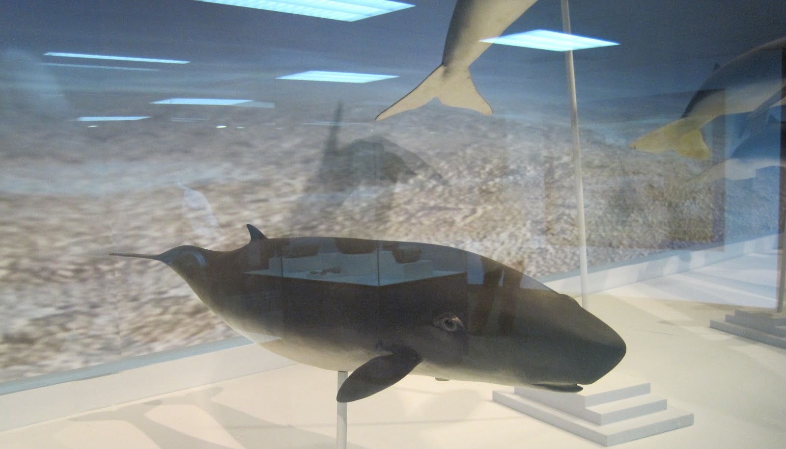 El Pensieve de Dinorider: Scaphokogia cochlearis del Mioceno de Perú