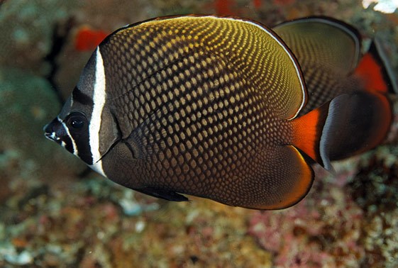 addis butter fly fish general information A to Z