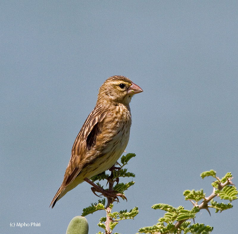 Mahikeng Birding Blog: Red Bishop: New year birds