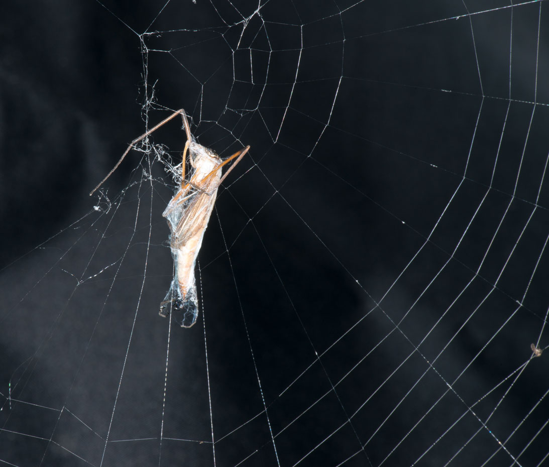 Studio Kwaak: Kruisspin (Araneus diadematus)