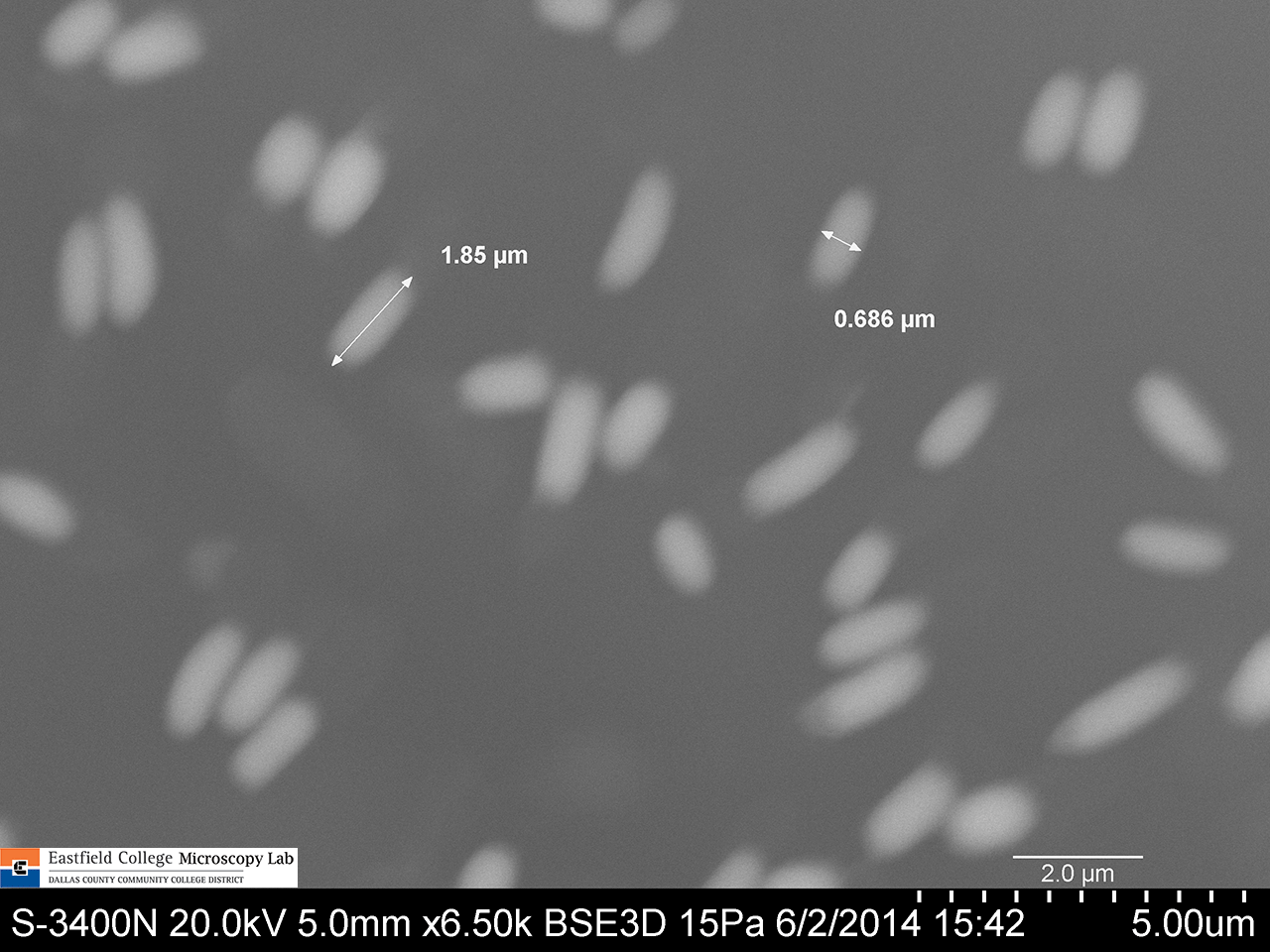 Scanning Electron Microscope Blog: Imaging Bacteria in the Scanning ...