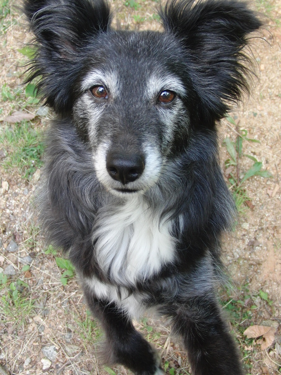 The Days of Johann, an agility dog!: Attitude is everything in agility ...