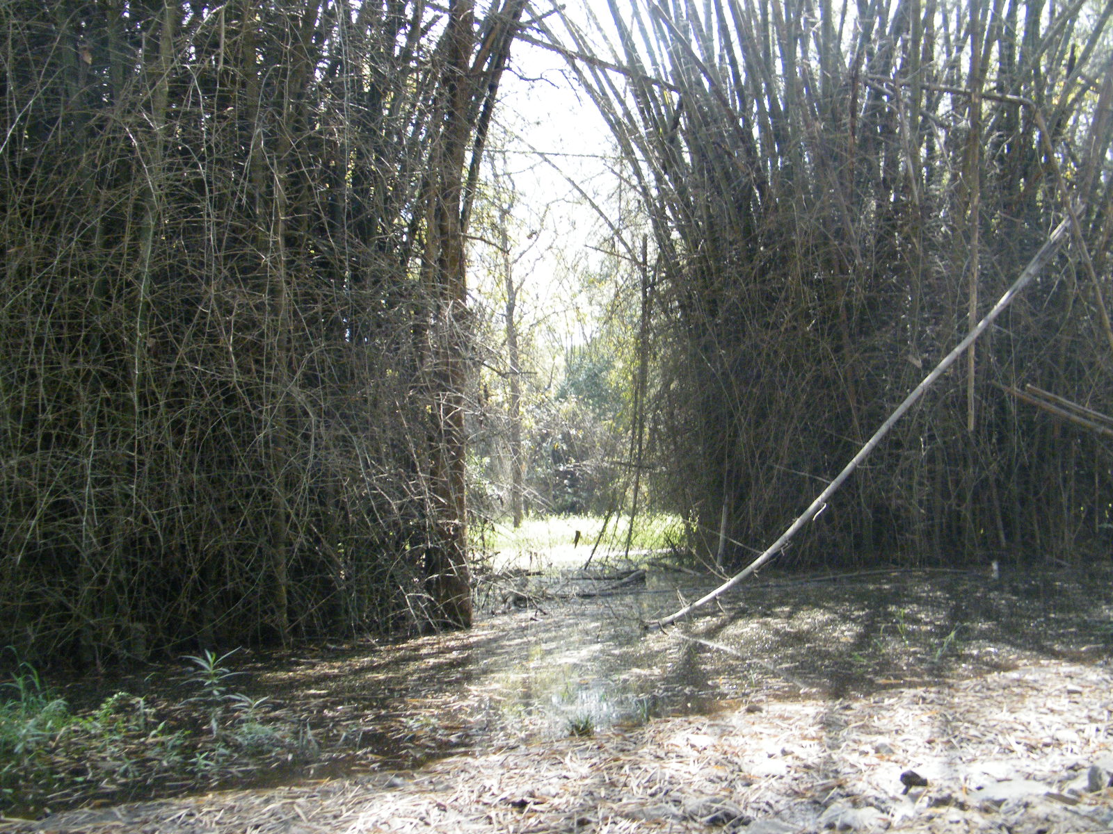 a travel to god's own state KERALA,INDIA: MUTHANGA RESERVE FOREST WAYANAD