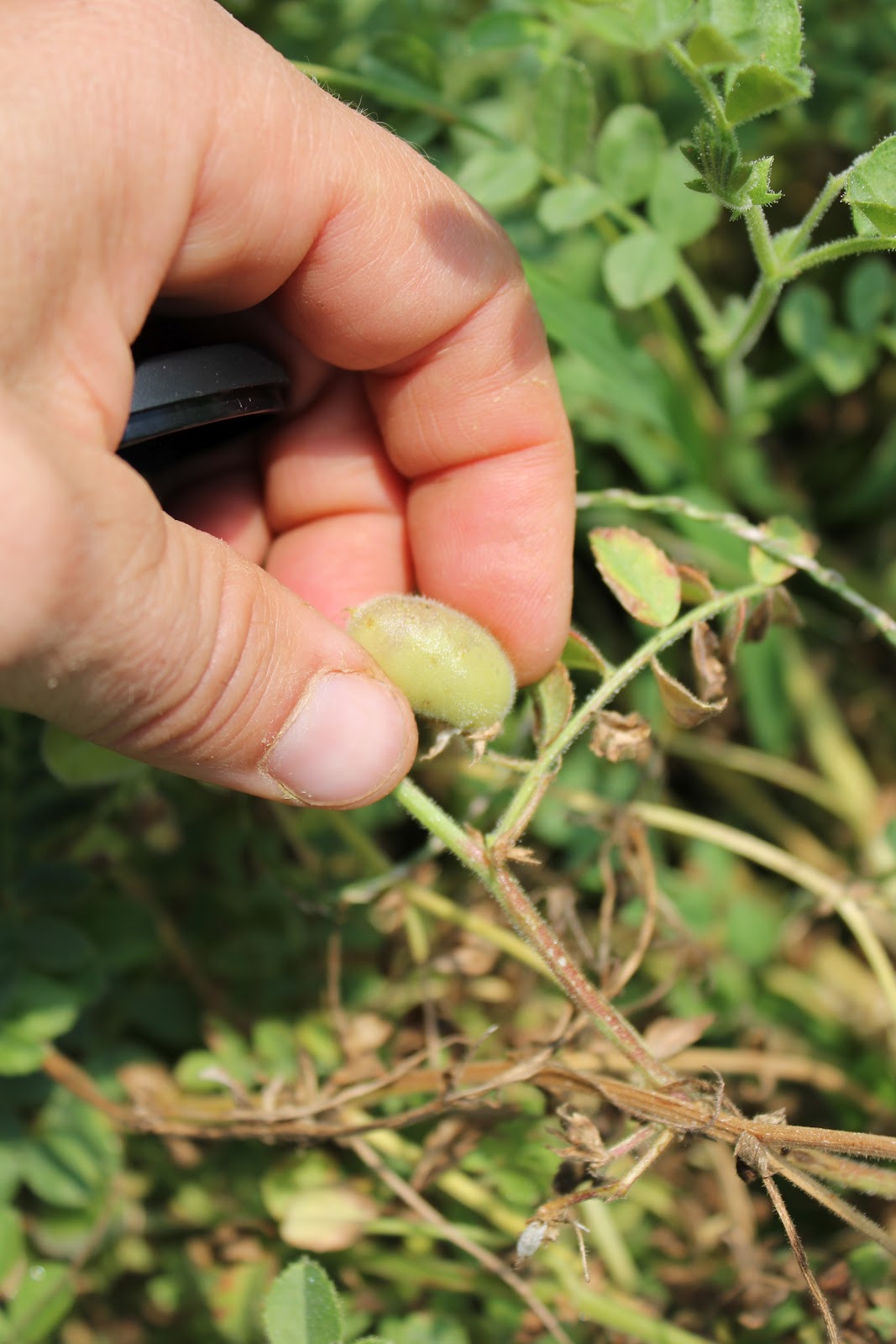 Biological Thinking: Growing Black Chickpeas