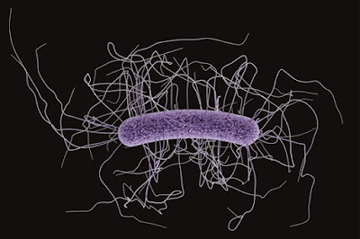 Pharmaceutical Microbiology