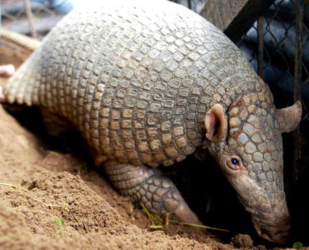 Giant Armadillo | The Life of Animals