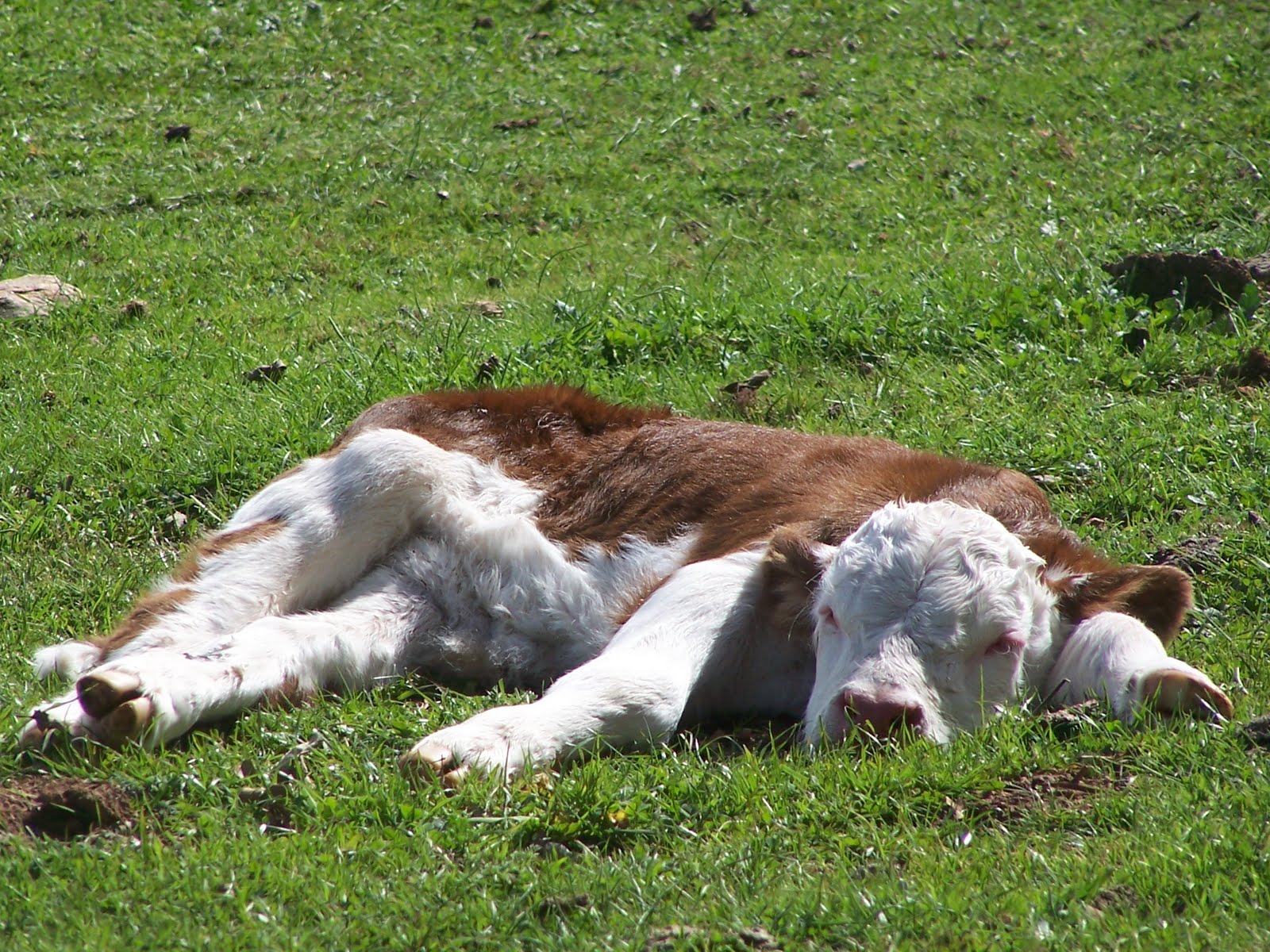 8bins: A post dedicated only to baby cows. Because I love them.