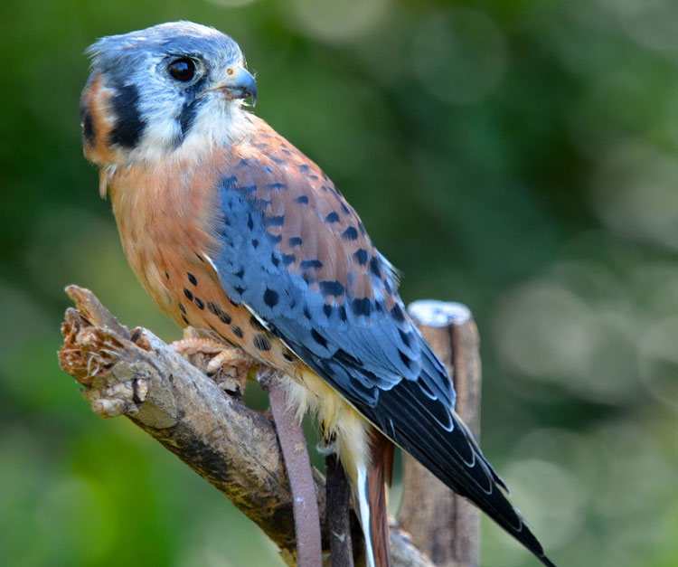 Birding Is Fun!: The Beauty of an American Kestrel