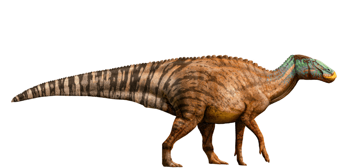 Tsunosaurus: Edmontossauro