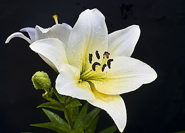 AUTENS DIRECT: The flower language of lilies