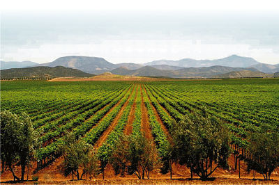 Fratelli Pasini: Origen de la Uva Misión