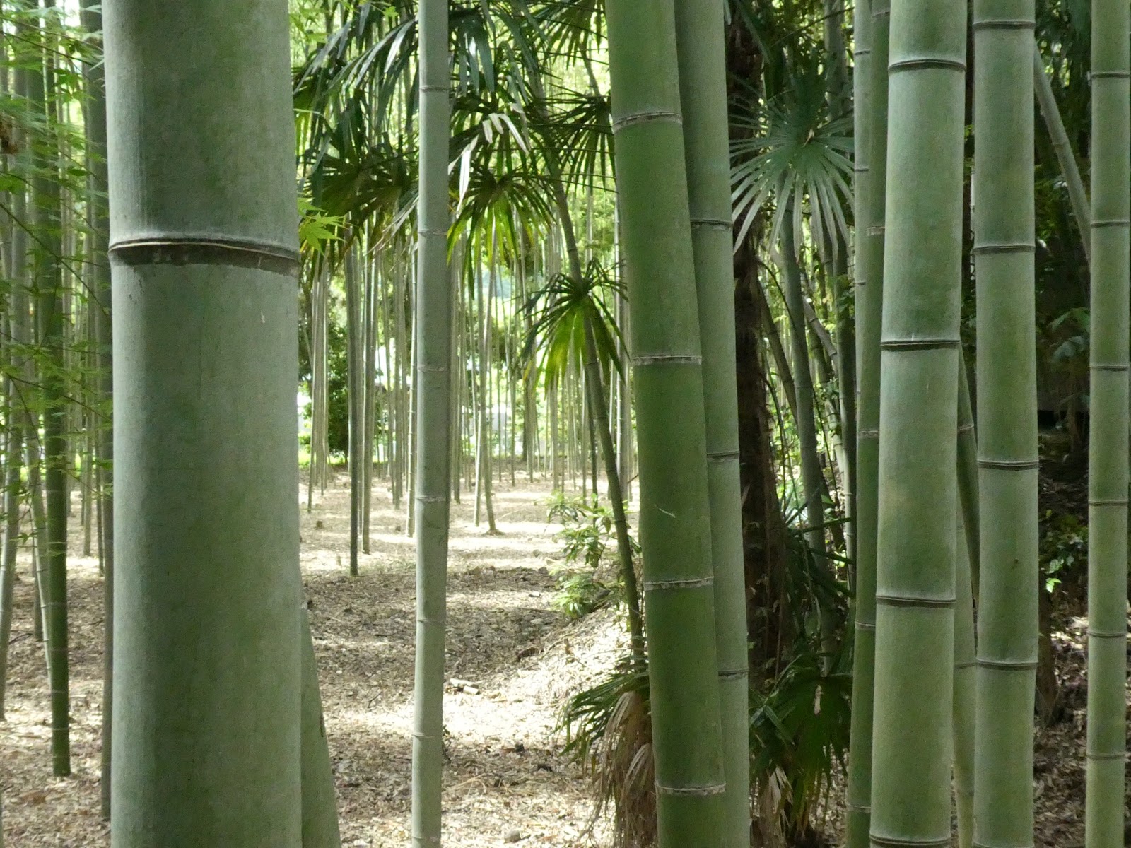 Comiendo bambú en Japón