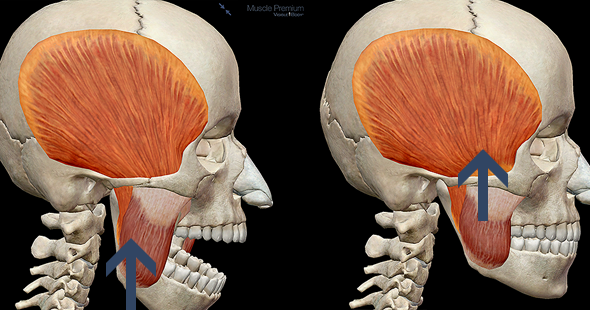 El acto de la masticación ayuda a controlar el estrés y aumenta la ...