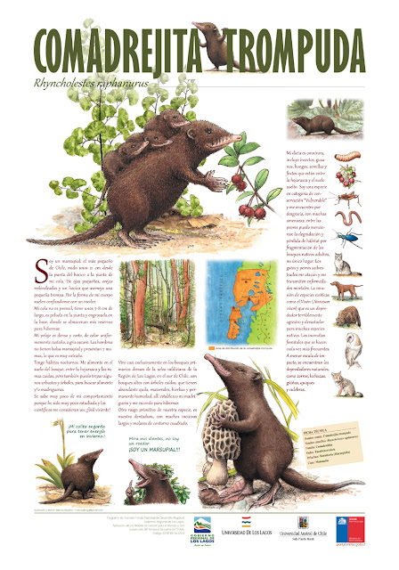 Dibujos y monos: Comadrejita trompuda III