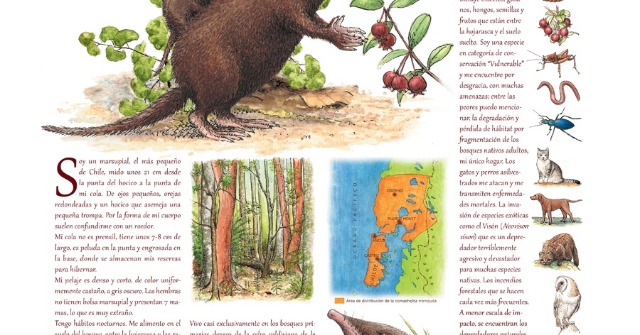 Dibujos y monos: Comadrejita trompuda III