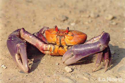 🐾 MAPACHE 🐾: Mapache de Cozumel (Procyon pygmaeus)