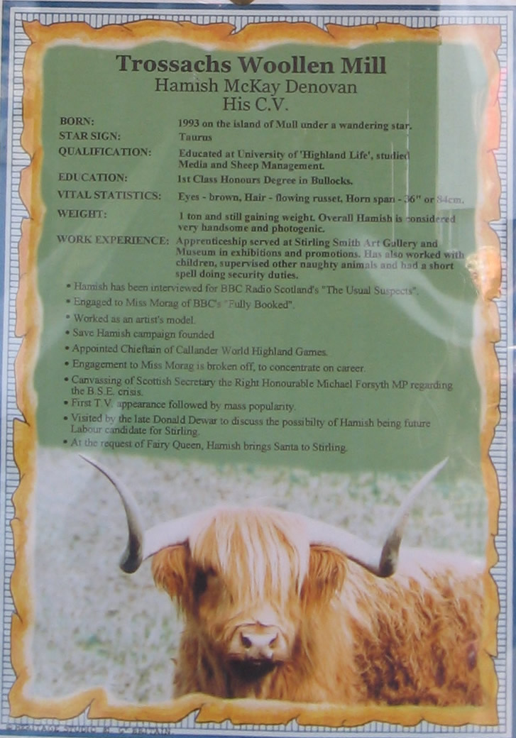 Hamish, The Highland Bull - The Globe Trotter