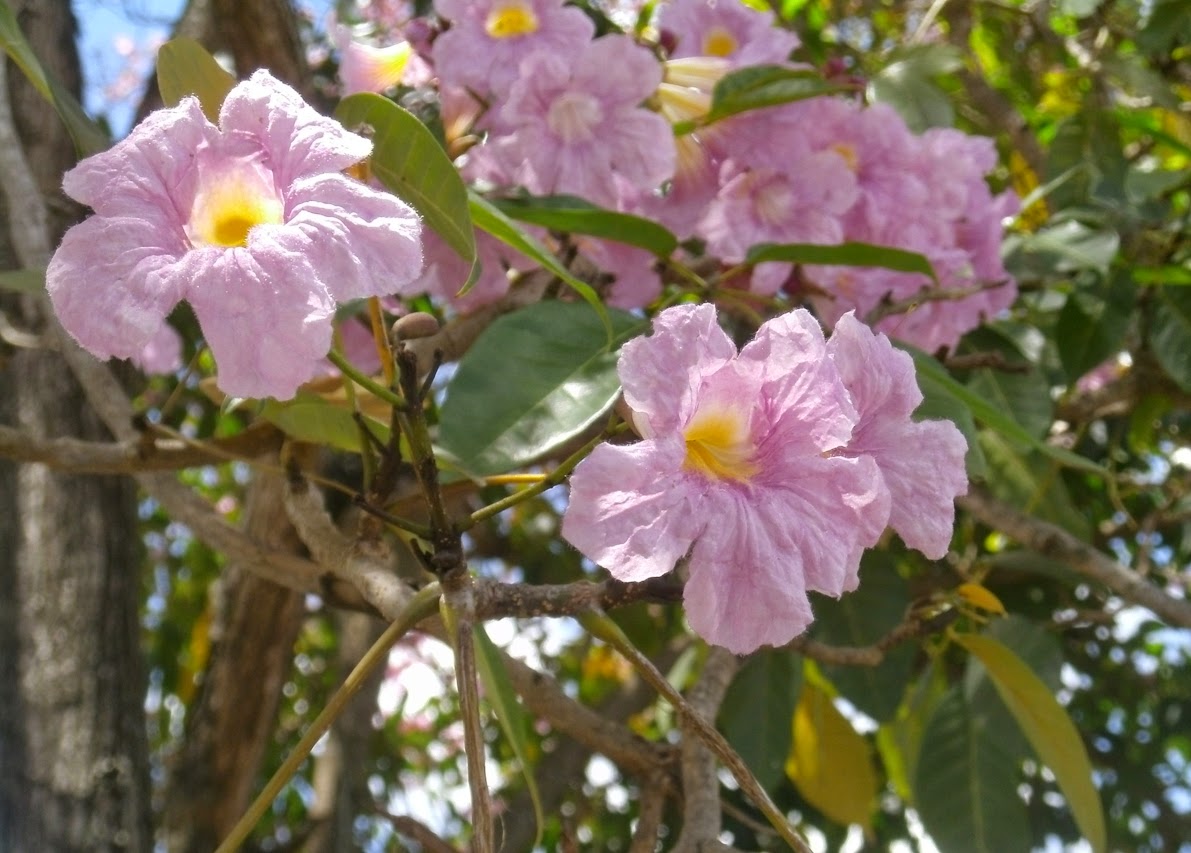 Guayana: Eje Sur Upata Santa Elena de Uairén: Upata es ciudad de apamates