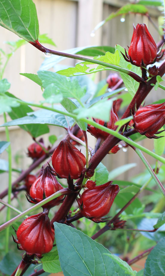 The Rainforest Garden: Grow your own Thai Food: 30 Vegetables, Herbs ...