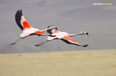 Color circular: El rosa intenso de las parihuanas