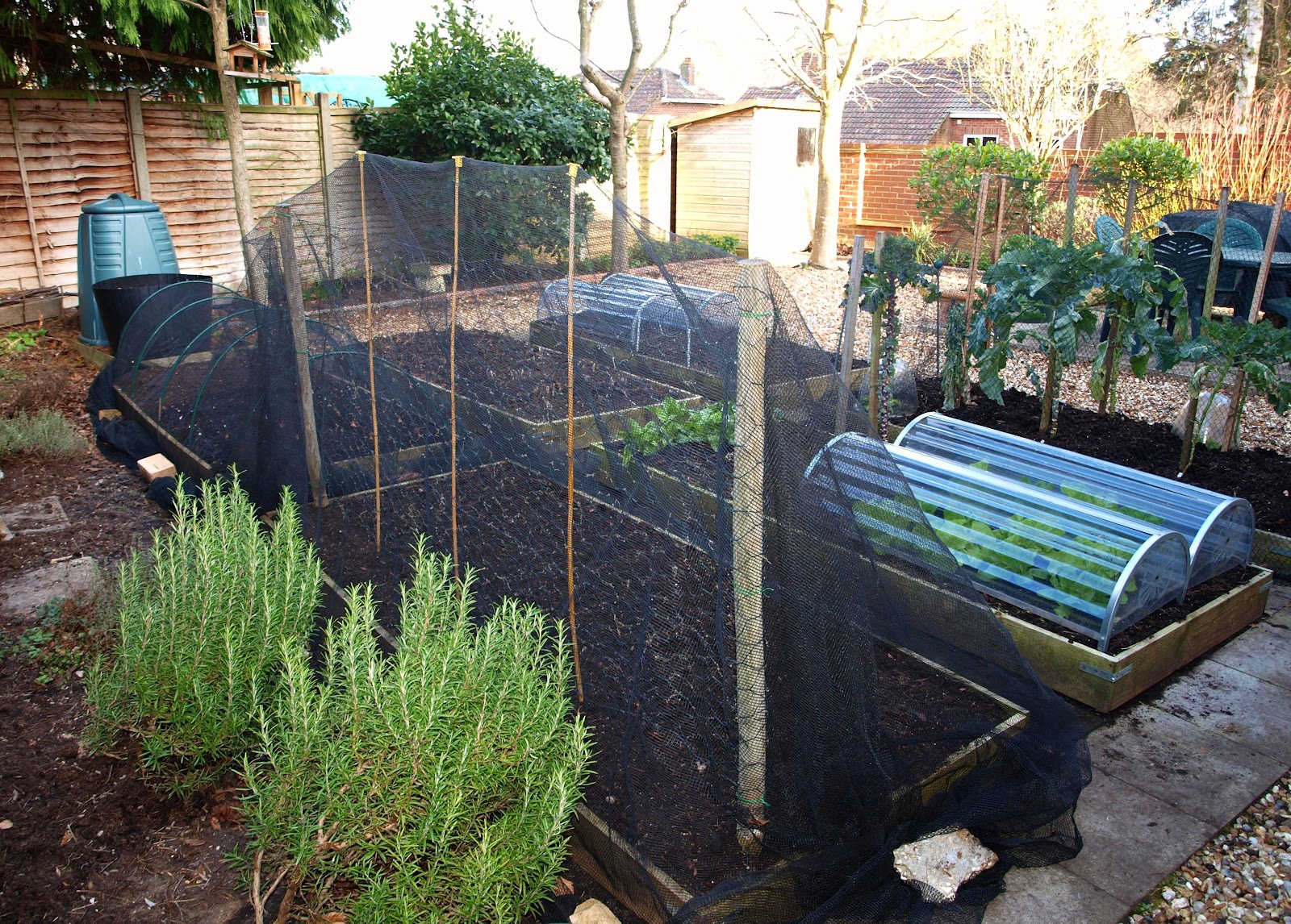 Mark's Veg Plot: My plot