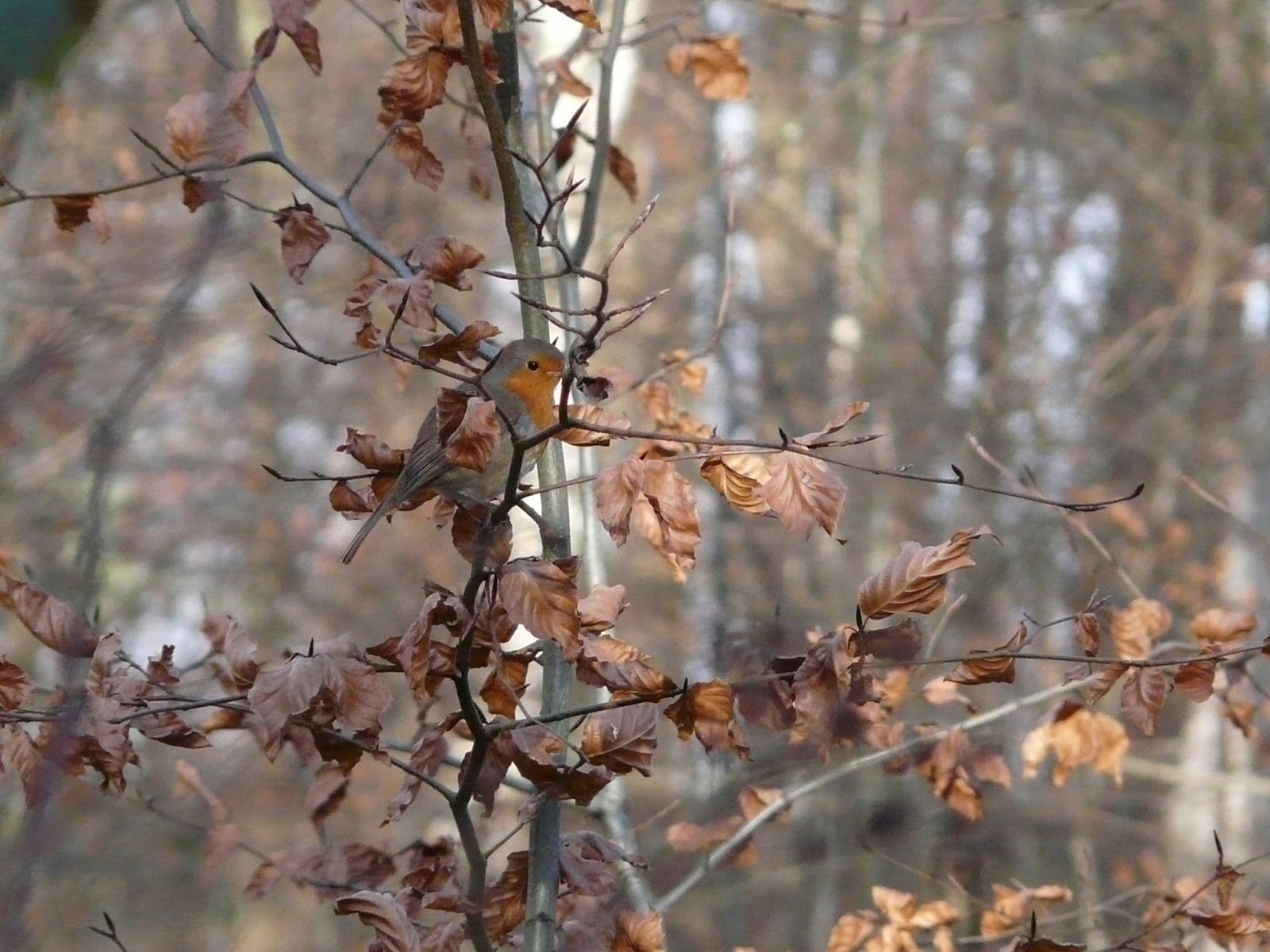 Cindy's Snaps: Beeches Pit, West Stow, Suffolk