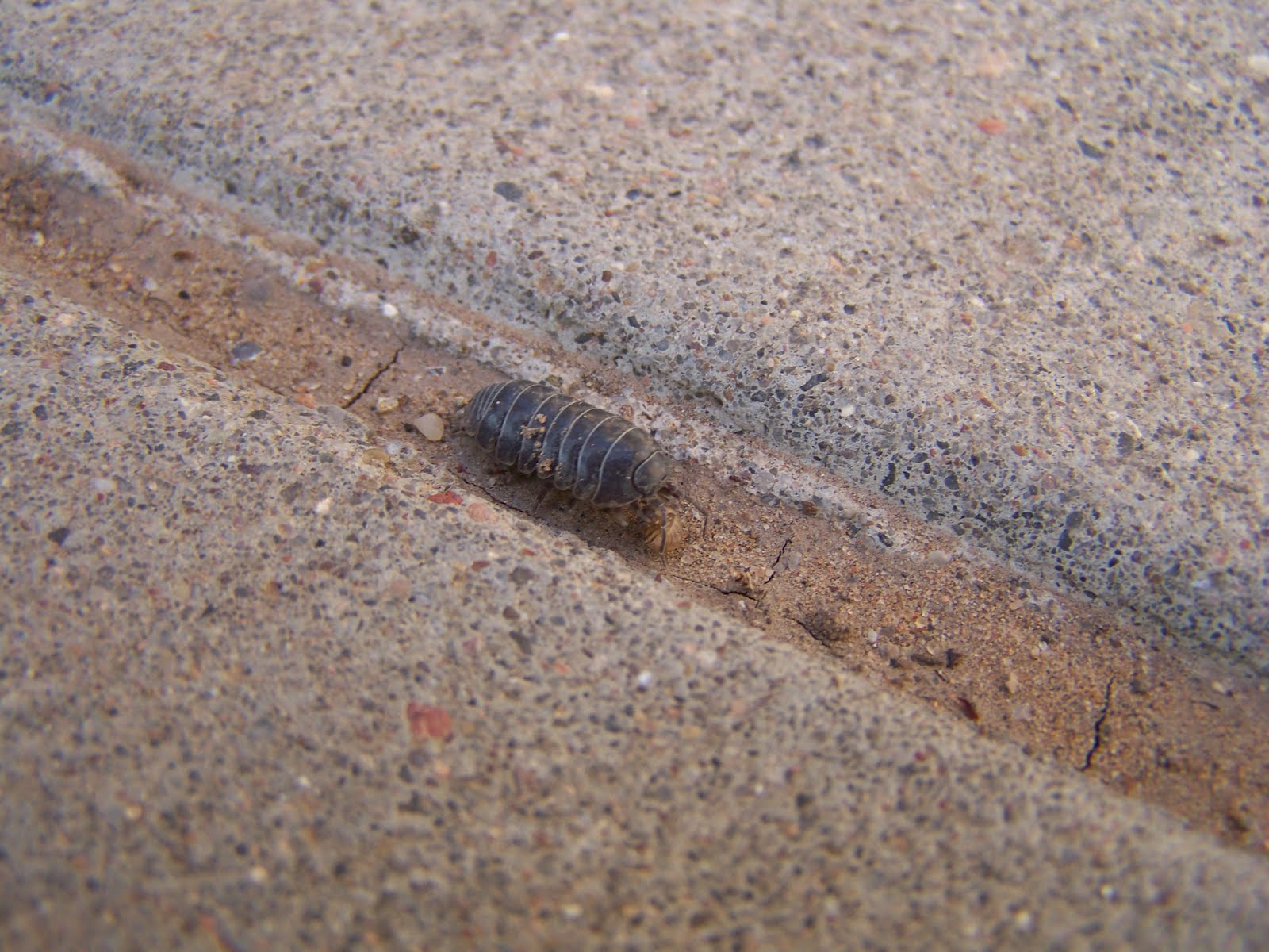 Garden Animals: Rolly Polly Bug