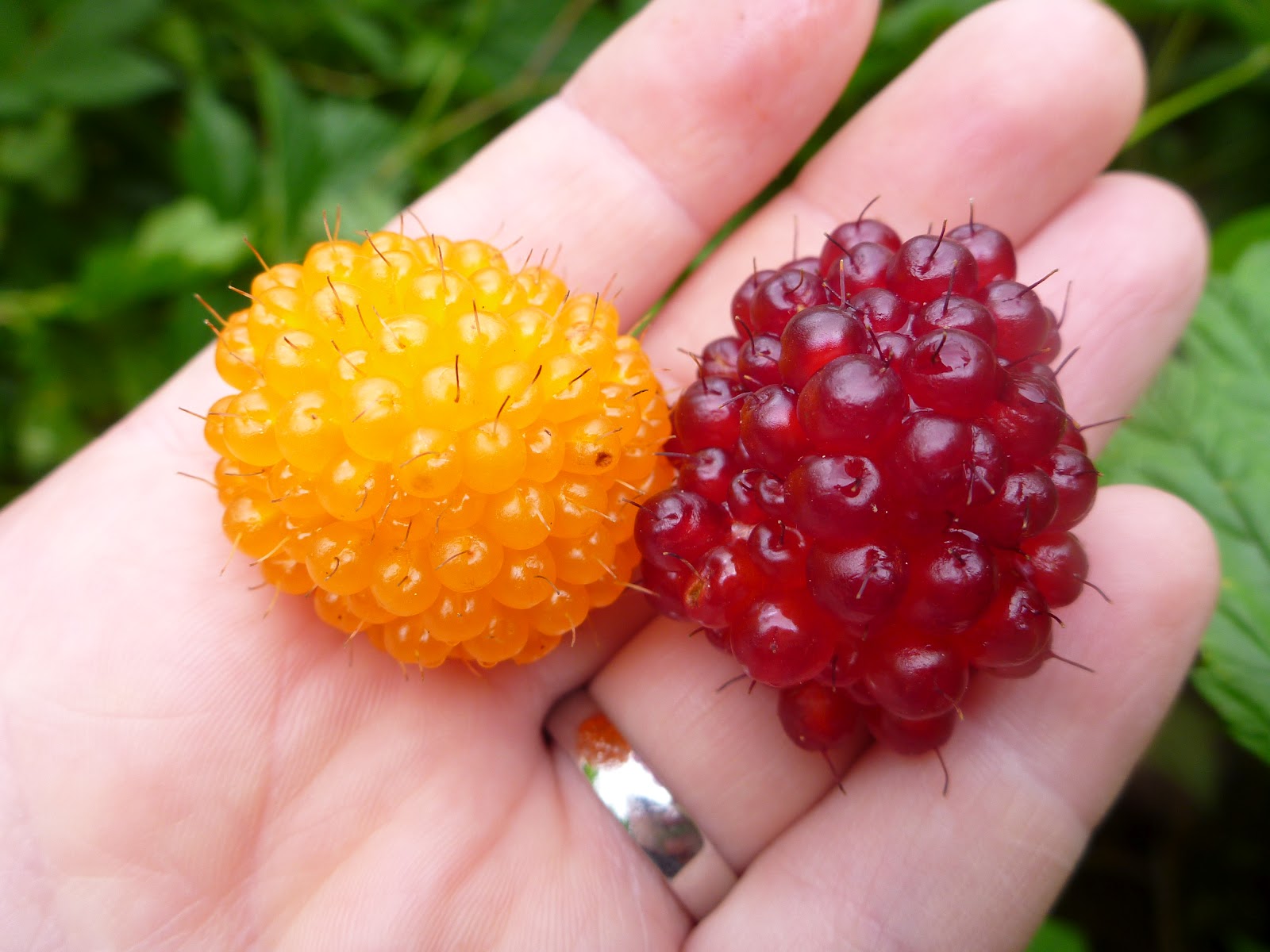 Fieldwork, Travel, and Food: First Salmonberries