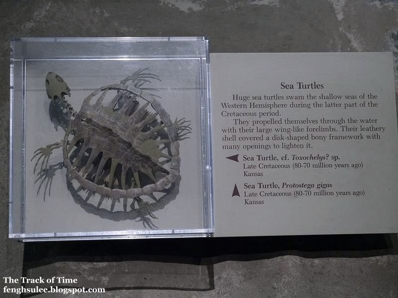 National Museum of Natural History - Ancient Seas | The Track of Time