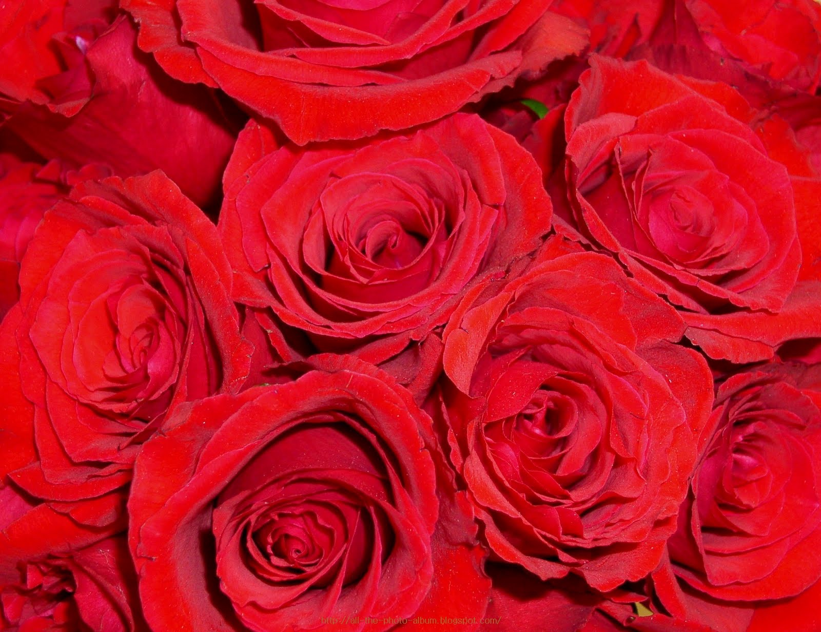 My Beautiful Picutre Album: Bright Red Roses