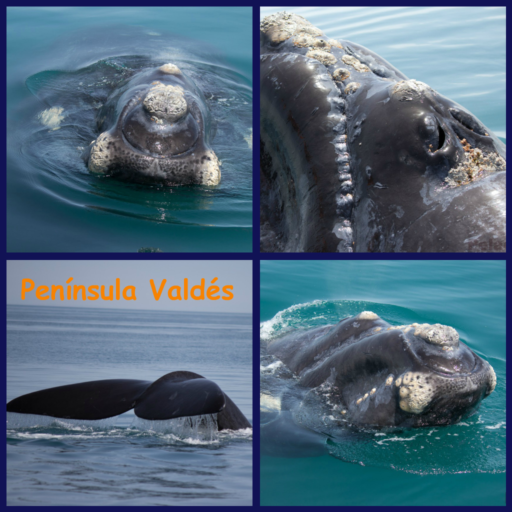 Licenciados de paseo: Avistaje de ballenas