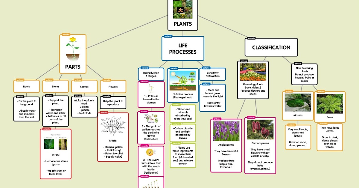 Plants: Esquema de la unidad