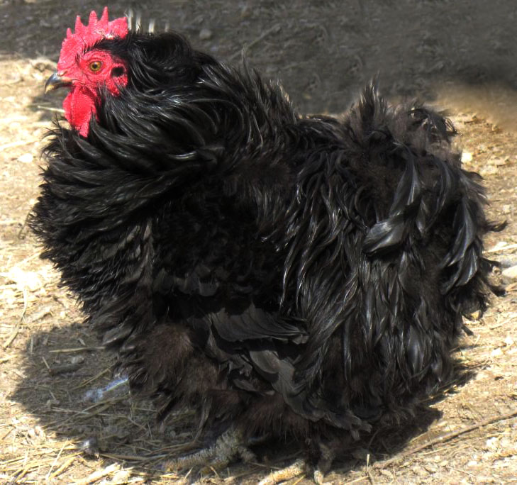 Sana pets: Black Frizzle